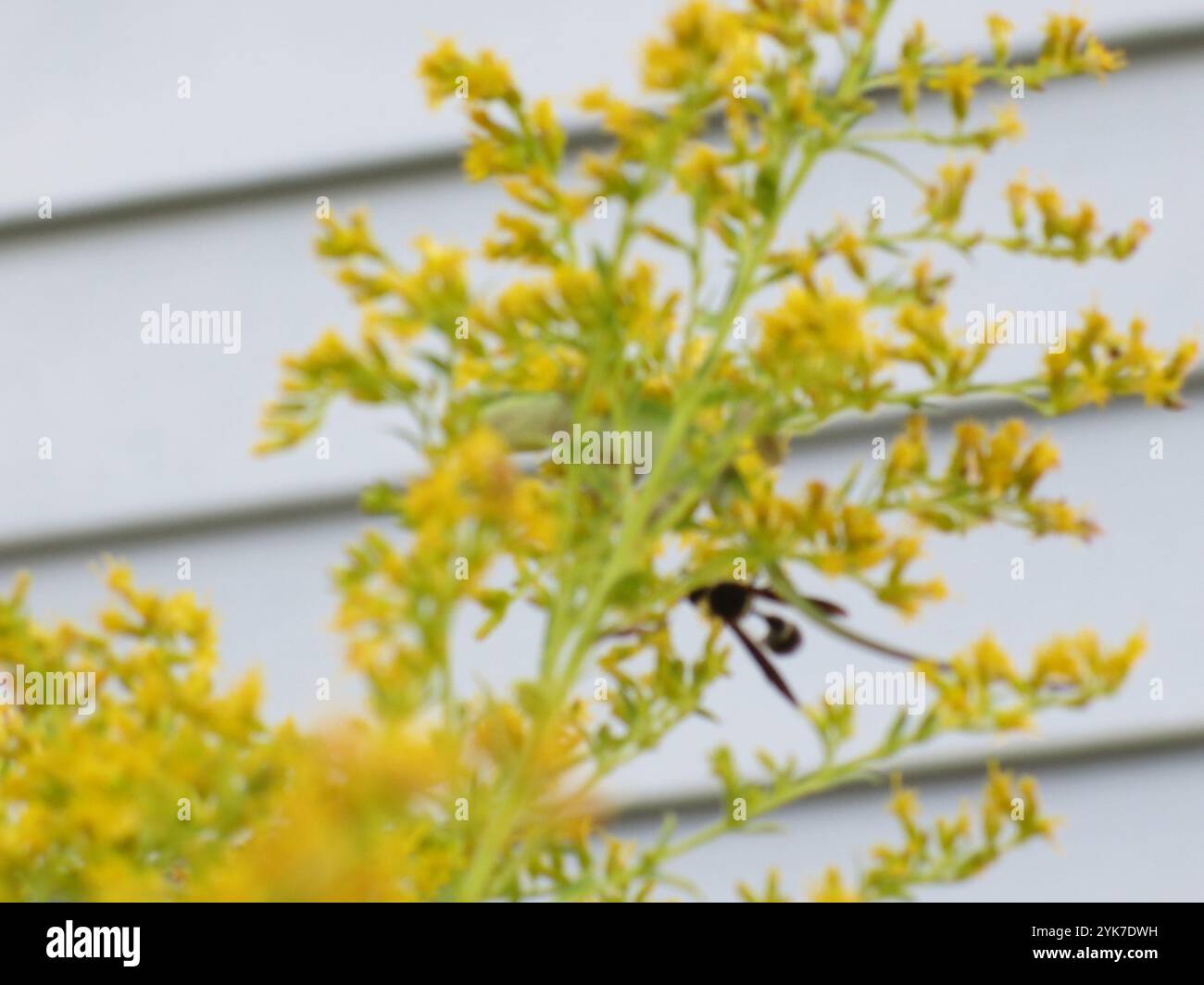 Ants, Bees, and Stinging Wasps (Aculeata Stock Photo - Alamy