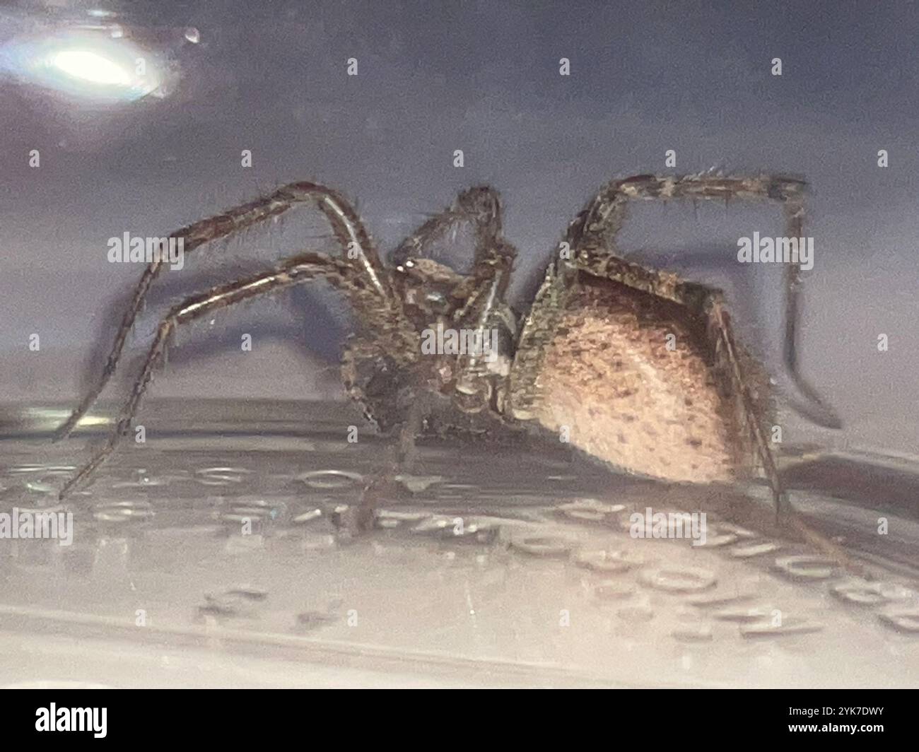 Grass Spiders (Agelenopsis Stock Photo - Alamy