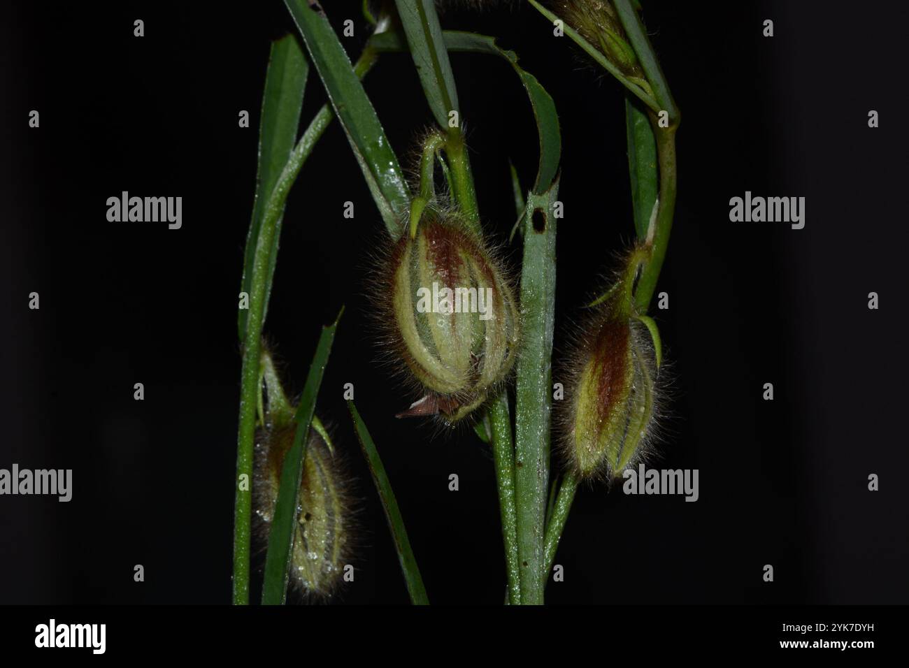Crotalaria calycina hi-res stock photography and images - Alamy