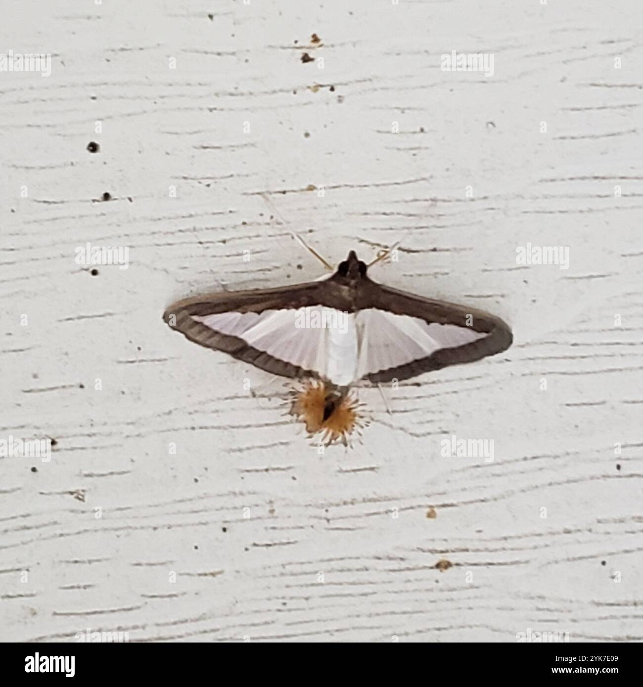 Hyalinata hi-res stock photography and images - Alamy