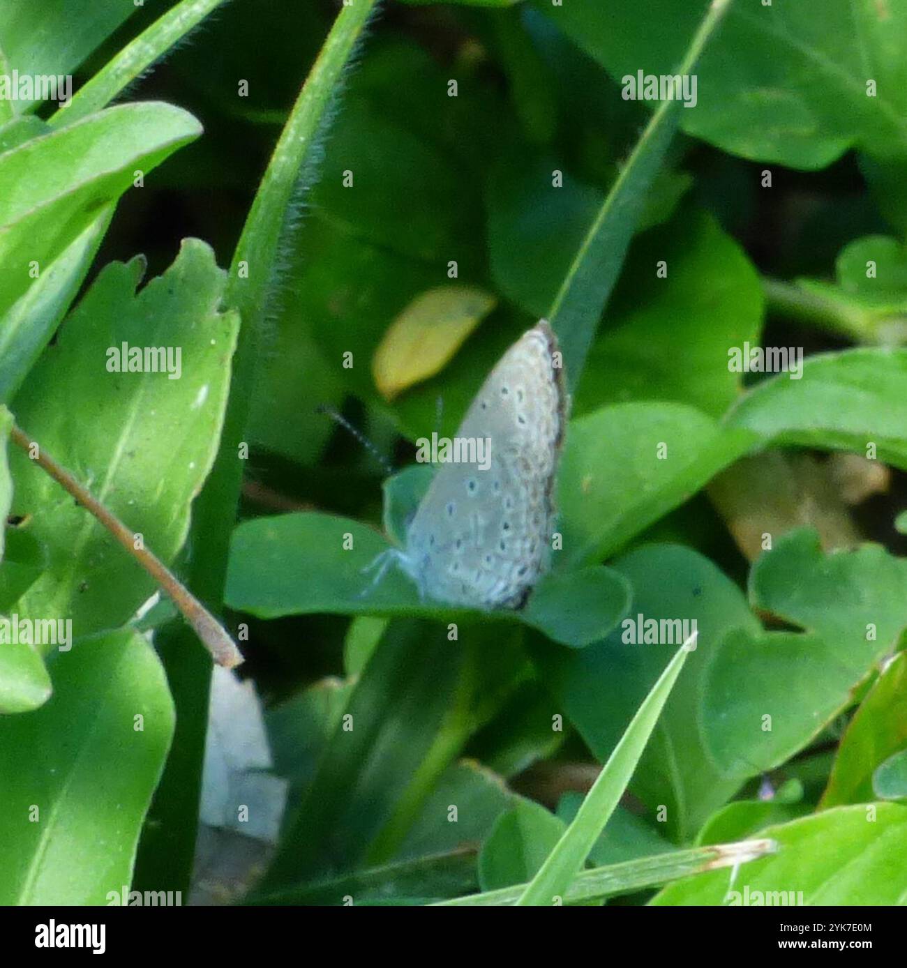 Tiny Grass Blue (Zizula hylax Stock Photo - Alamy