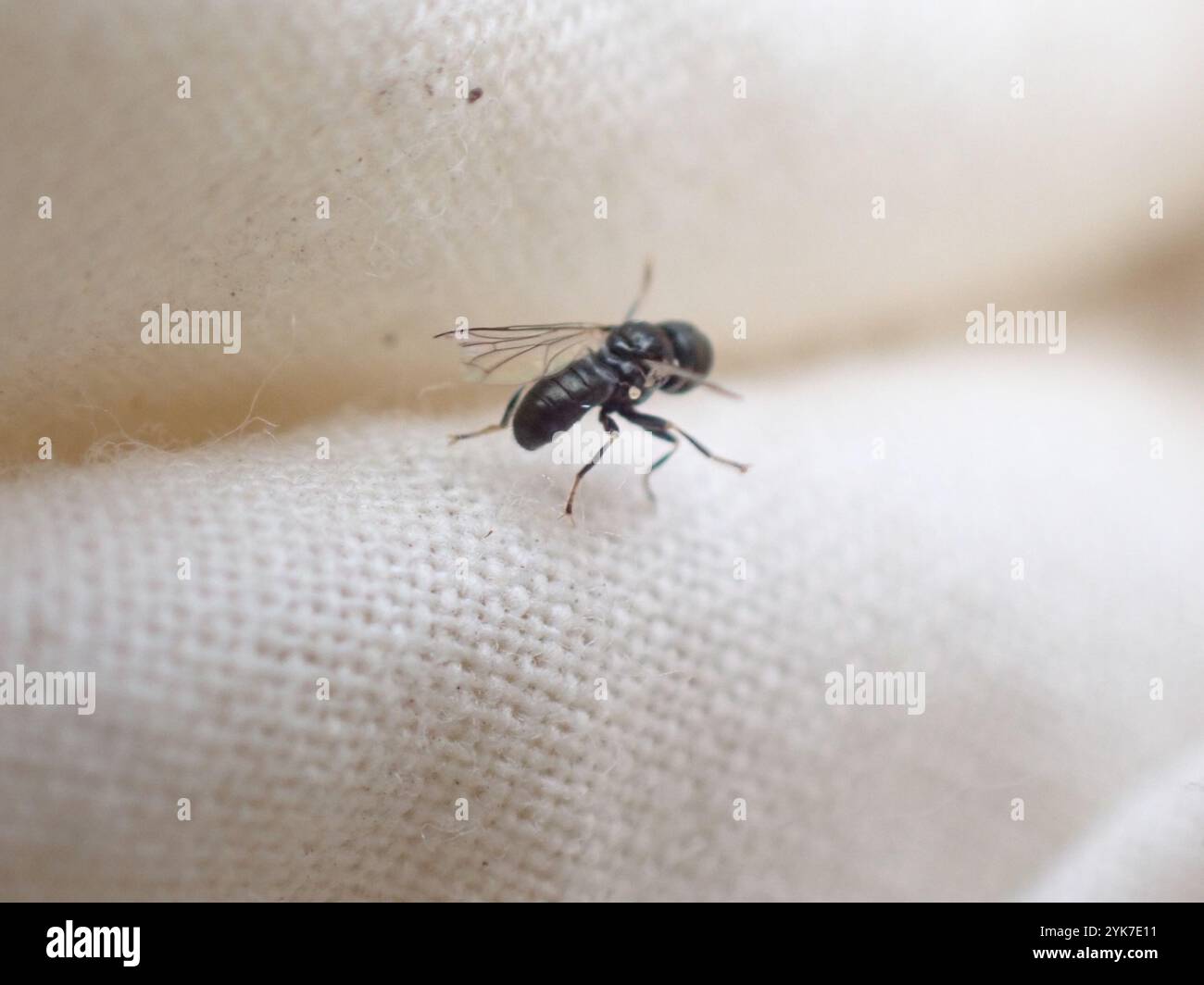 Pipunculidae hi-res stock photography and images - Alamy