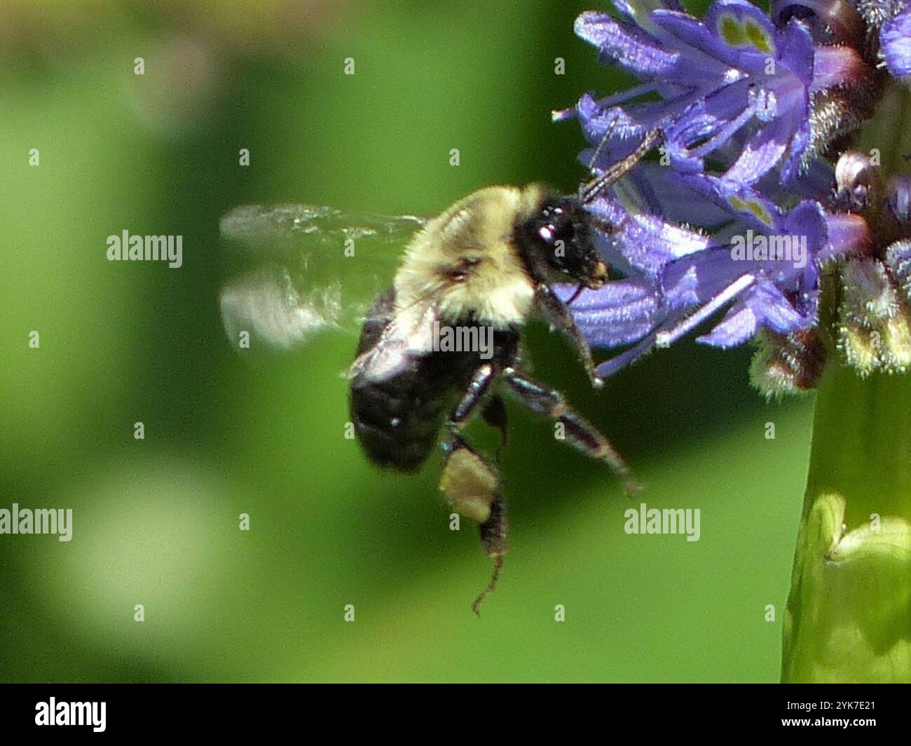 Common Eastern Bumble Bee (Bombus impatiens Stock Photo - Alamy