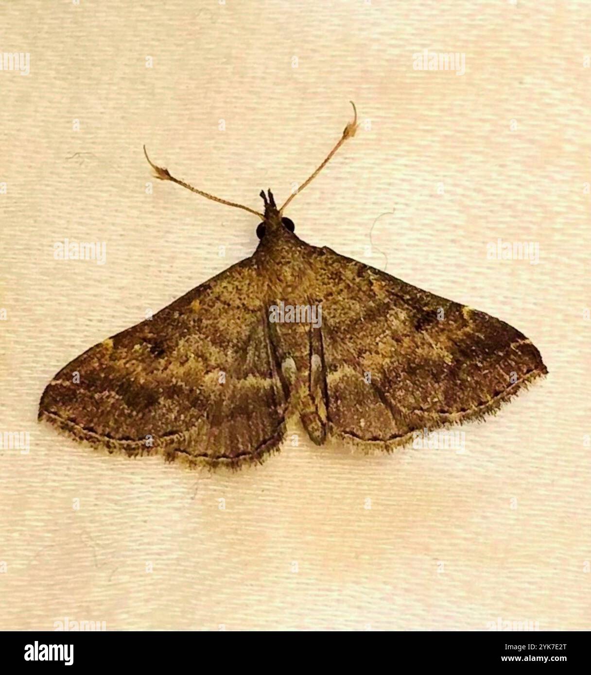 Sociable Renia Moth (Renia factiosalis Stock Photo - Alamy