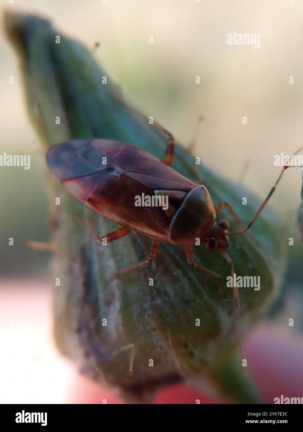 Lygus bugs hi-res stock photography and images - Alamy