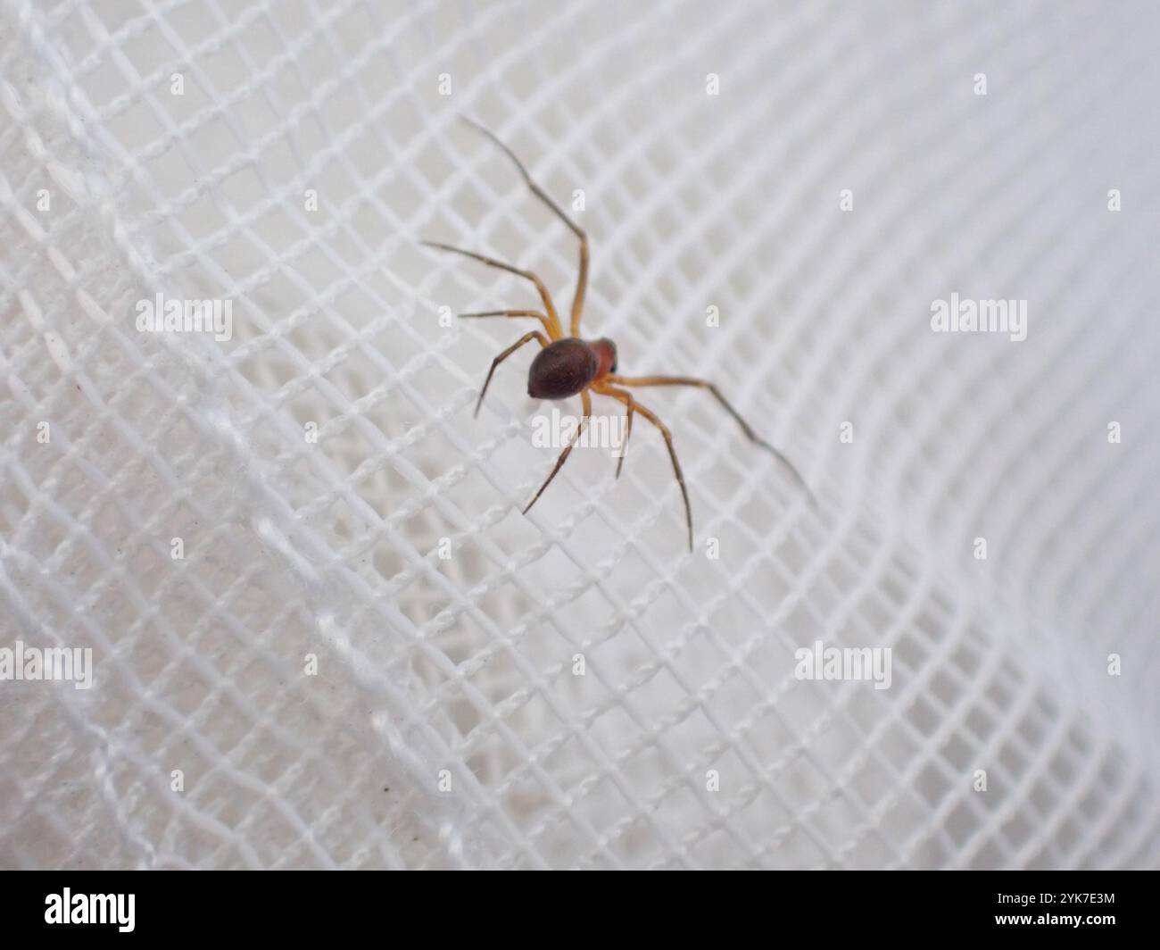 Typical Spiders (Araneomorphae Stock Photo - Alamy