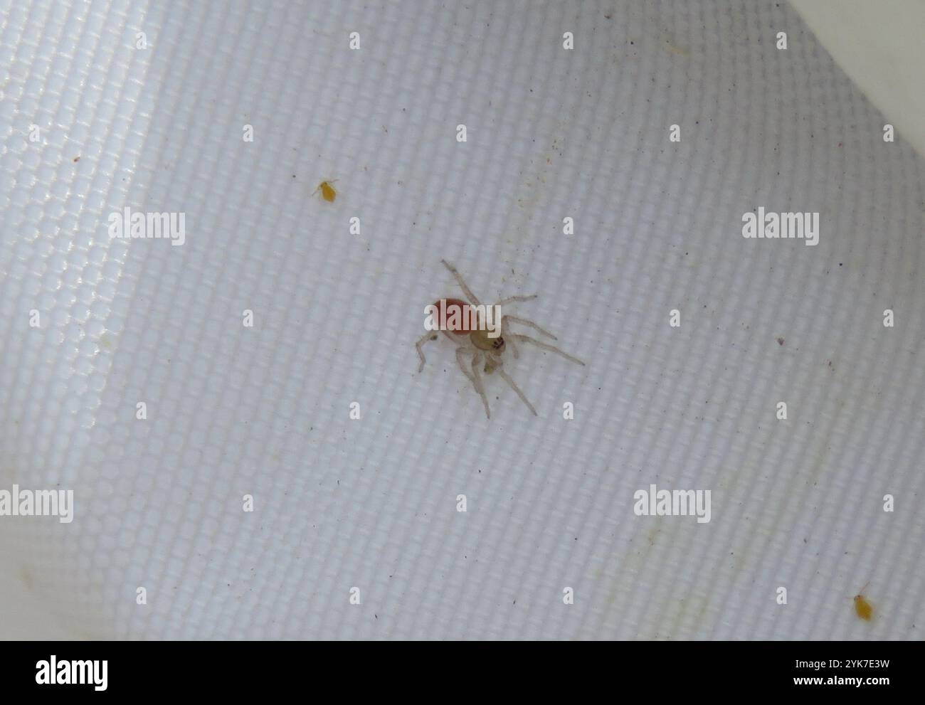 Ghost Spiders (Anyphaenidae Stock Photo - Alamy