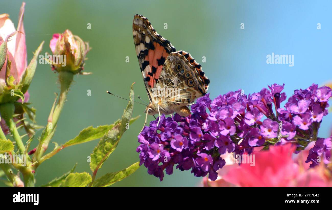 Painted Lady (Vanessa cardui Stock Photo - Alamy