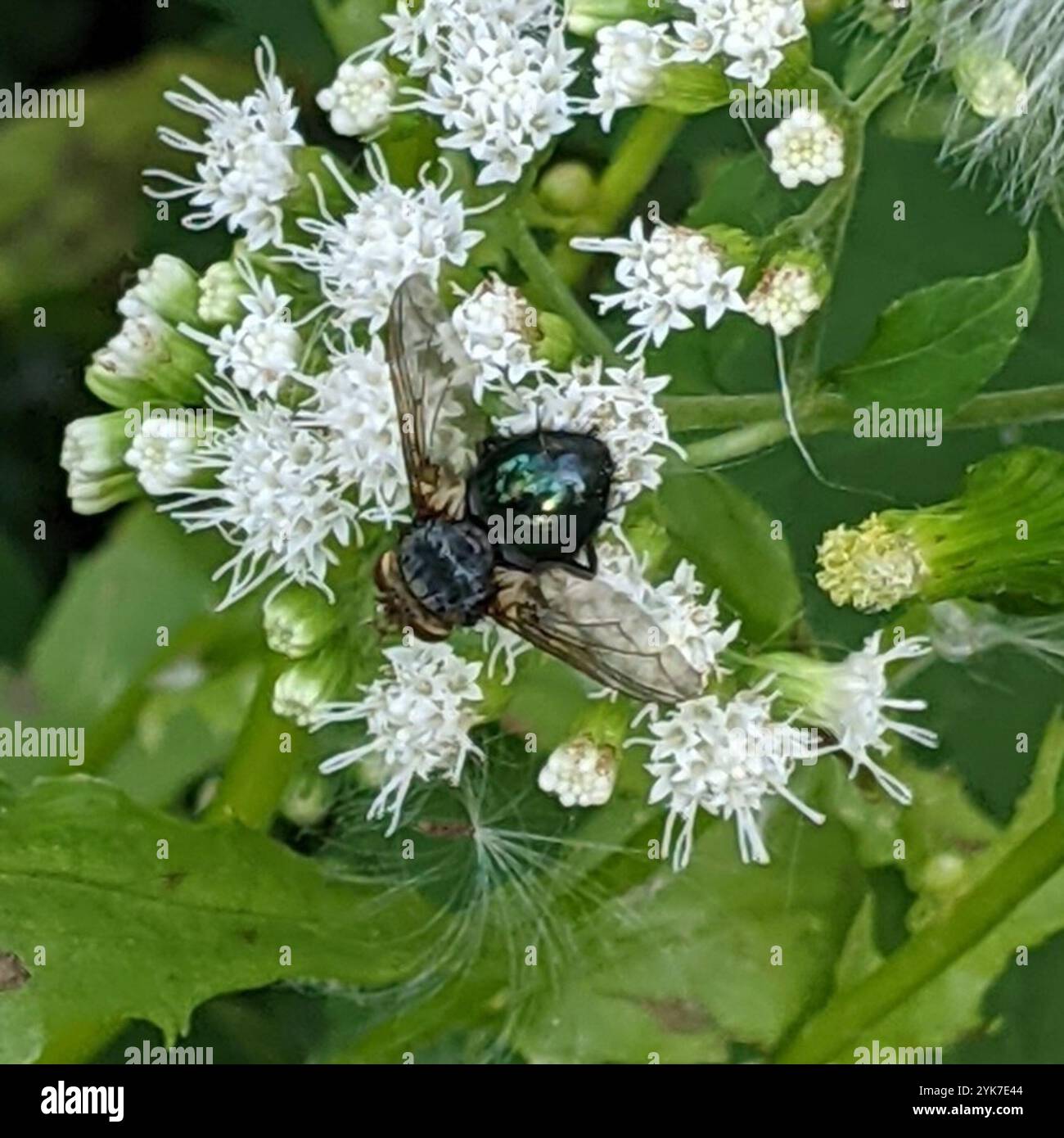 Shiny Blue Bottle Fly (Cynomya cadaverina Stock Photo - Alamy