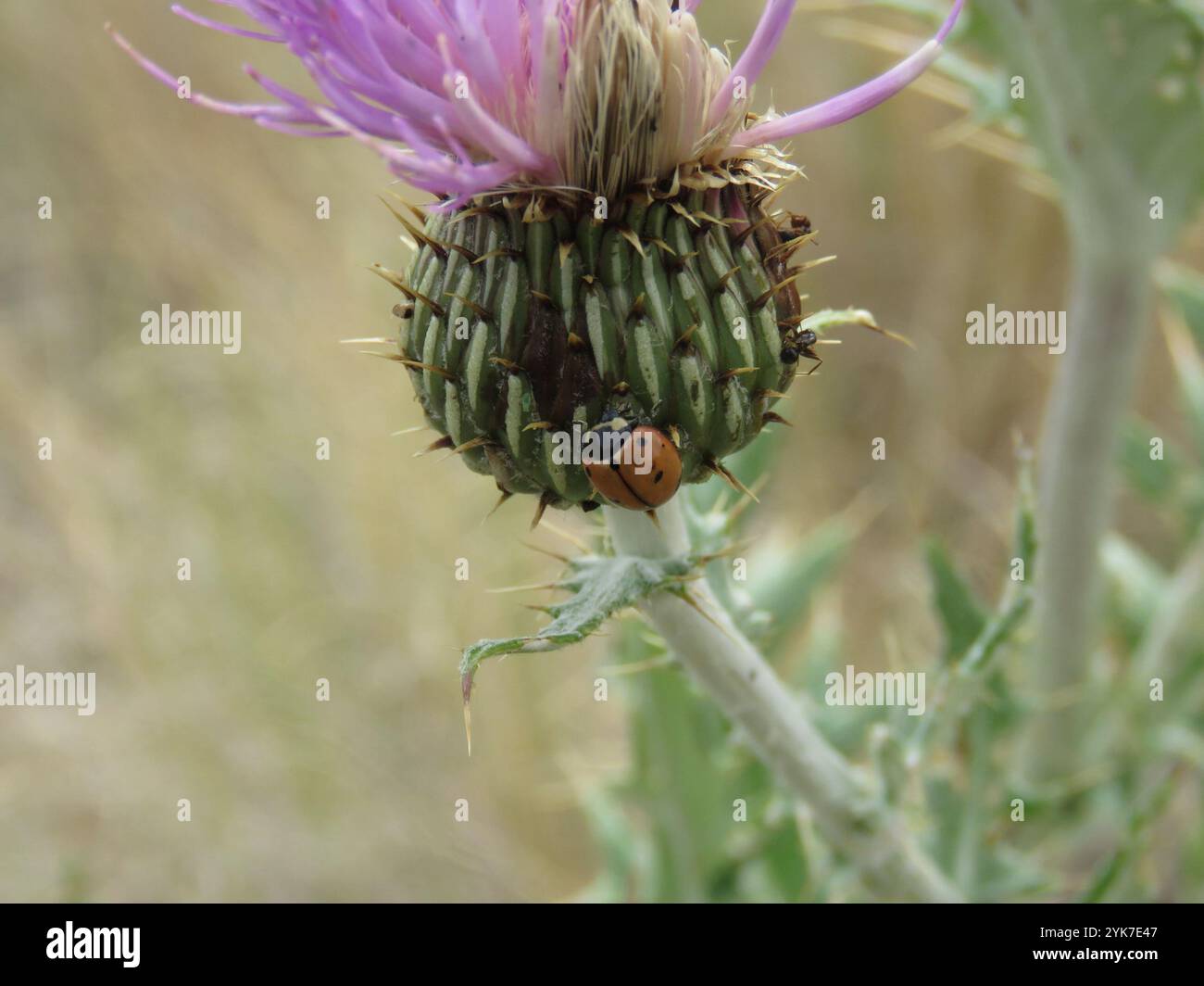 Nine-spotted Lady Beetle (Coccinella novemnotata Stock Photo - Alamy