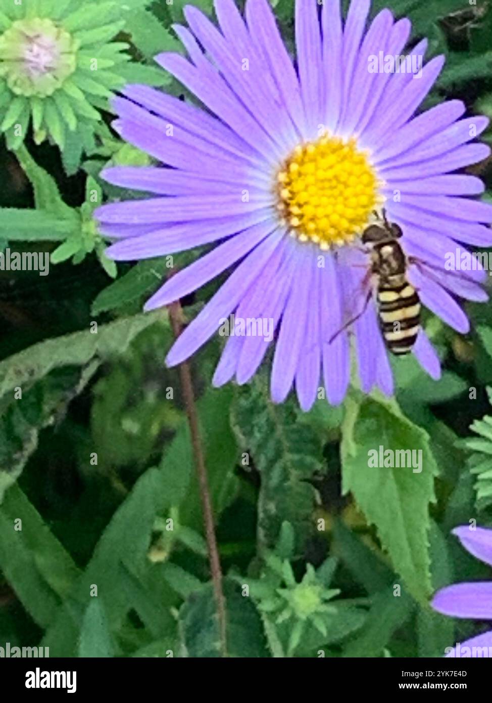 Long-tailed Aphideater Complex (Eupeodes americanus Stock Photo - Alamy