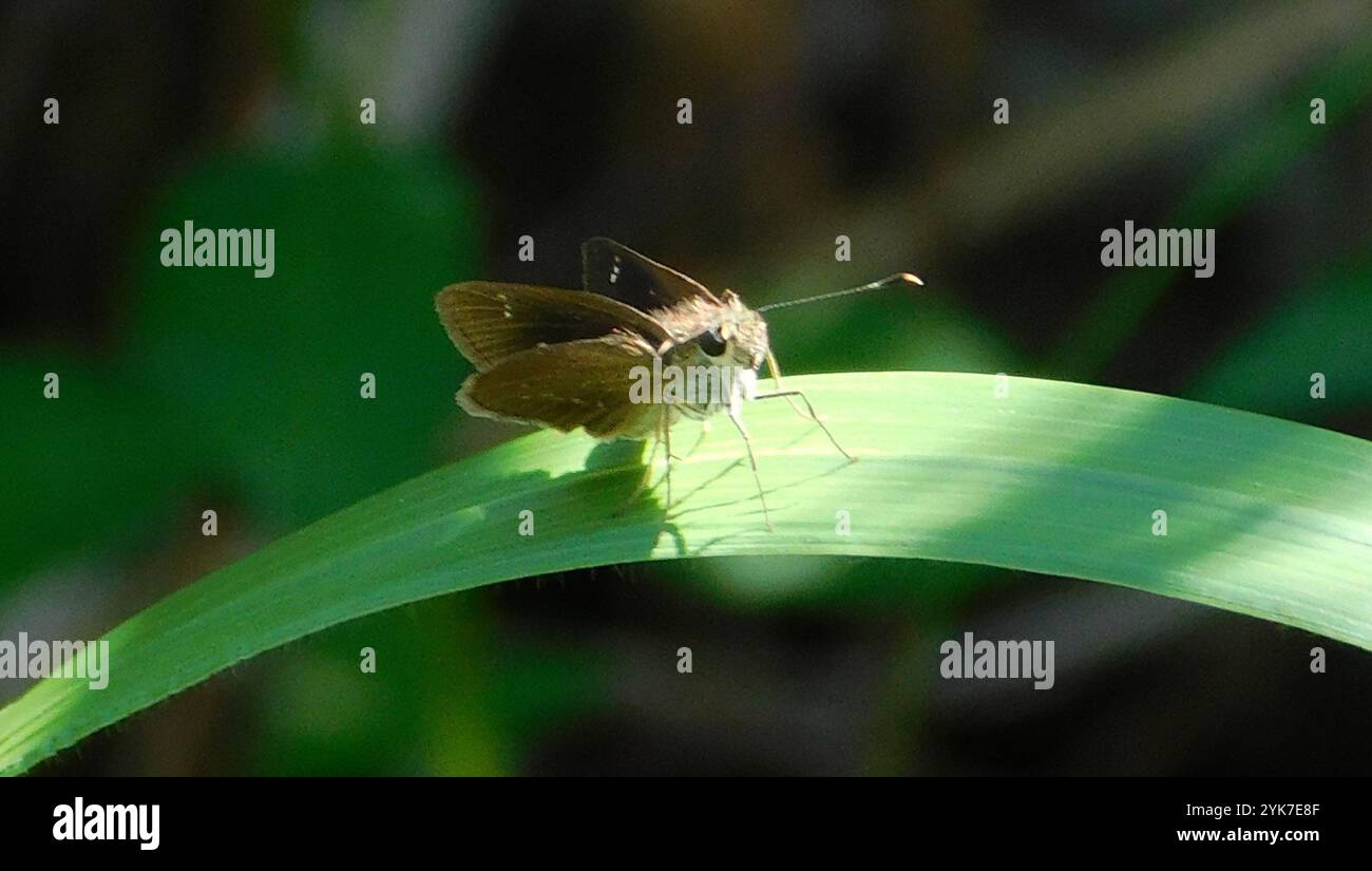 Three-spotted Skipper (Cymaenes tripunctus Stock Photo - Alamy