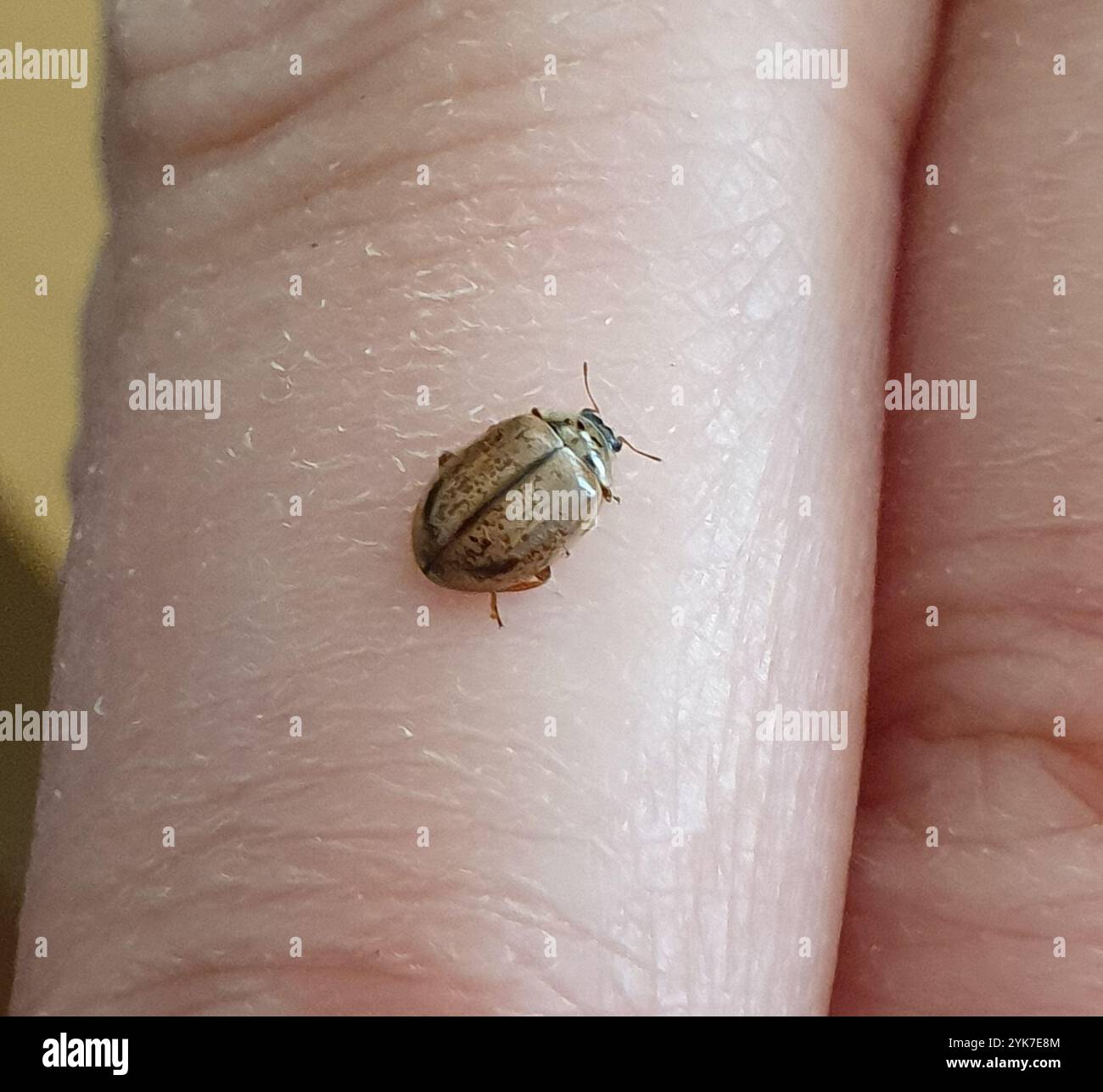 Larch Lady Beetle (Aphidecta obliterata Stock Photo - Alamy