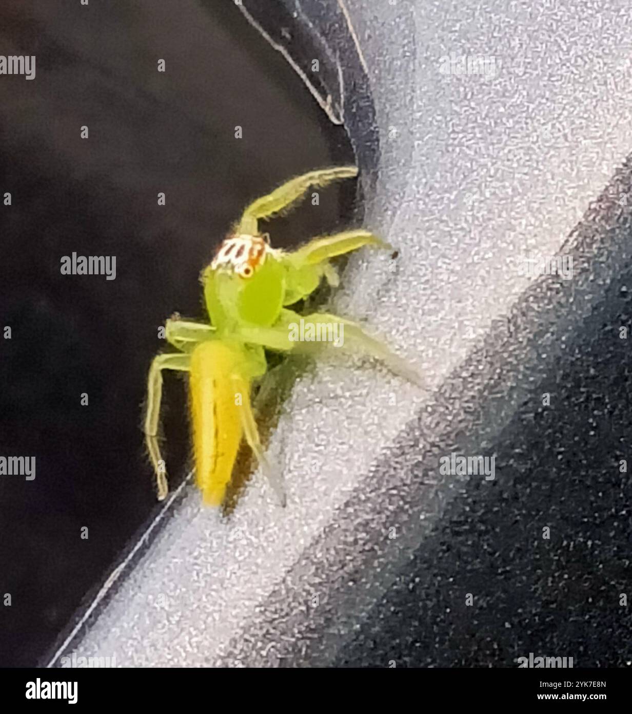 Green Jumping Spider (Mopsus mormon Stock Photo - Alamy