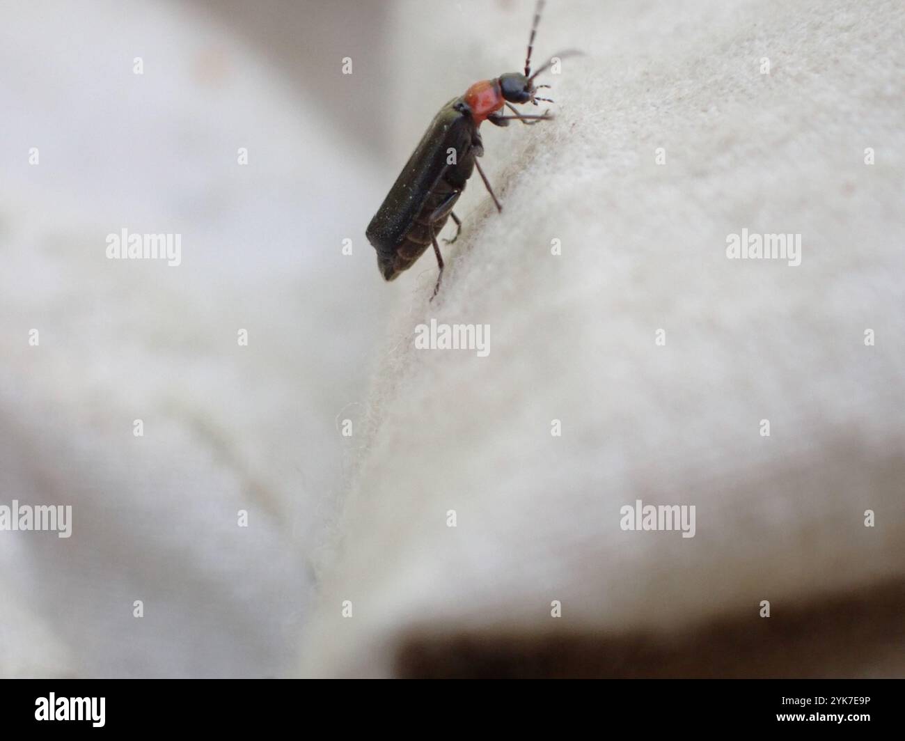 Silis hi-res stock photography and images - Alamy