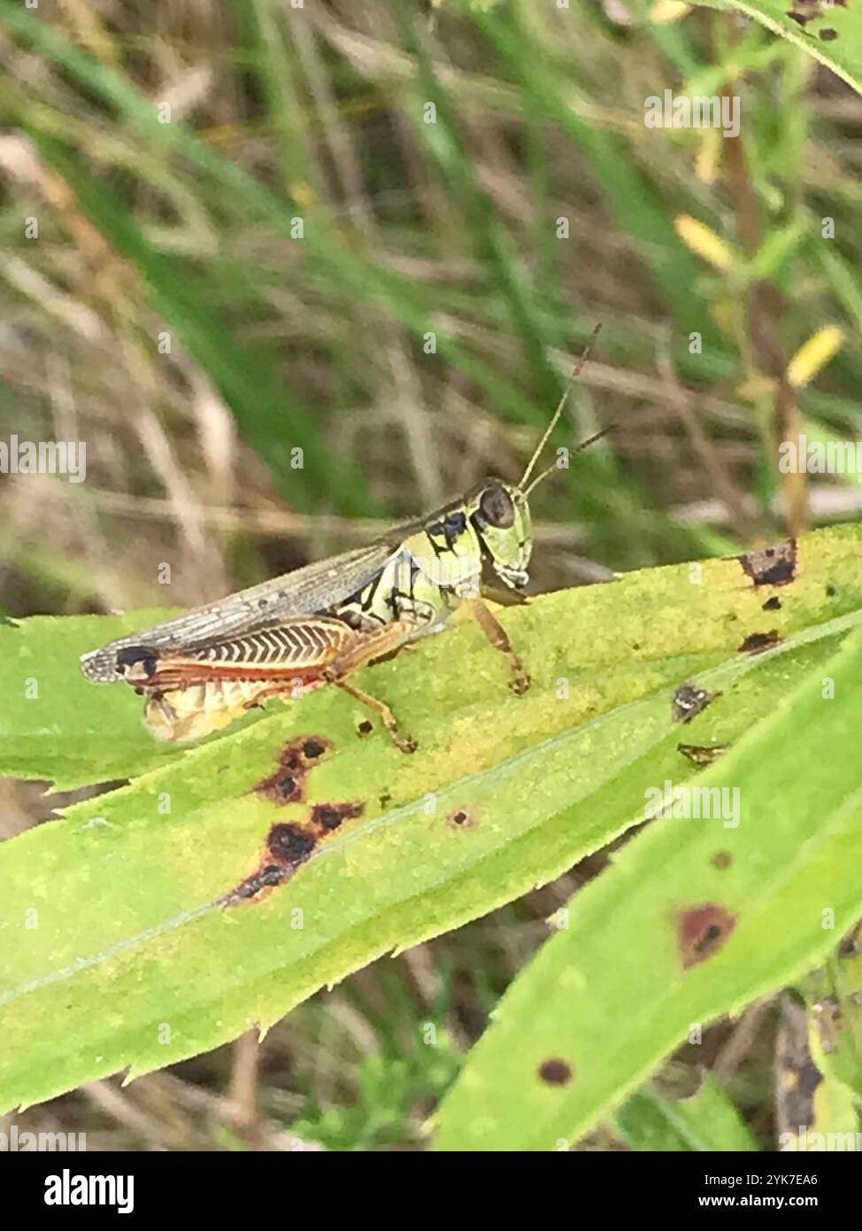Red-legged Grasshopper (Melanoplus femurrubrum Stock Photo - Alamy