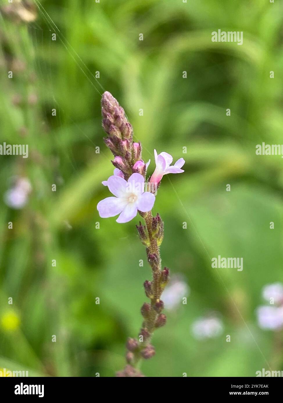Common vervain (Verbena officinalis Stock Photo - Alamy