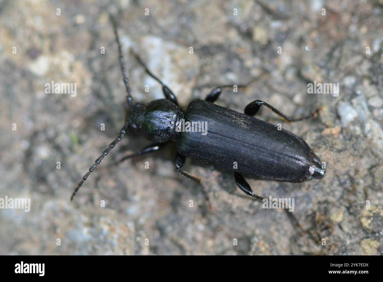 Tetropium castaneum hi-res stock photography and images - Alamy