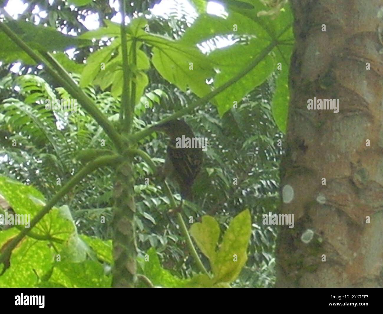 Giant Weaver (Ploceus grandis Stock Photo - Alamy