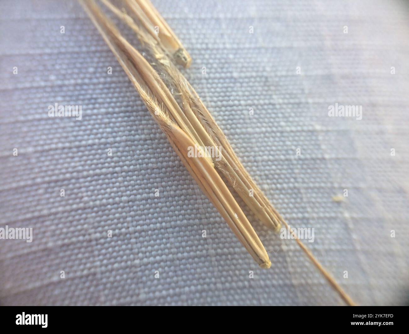 northern wild rice (Zizania palustris Stock Photo - Alamy