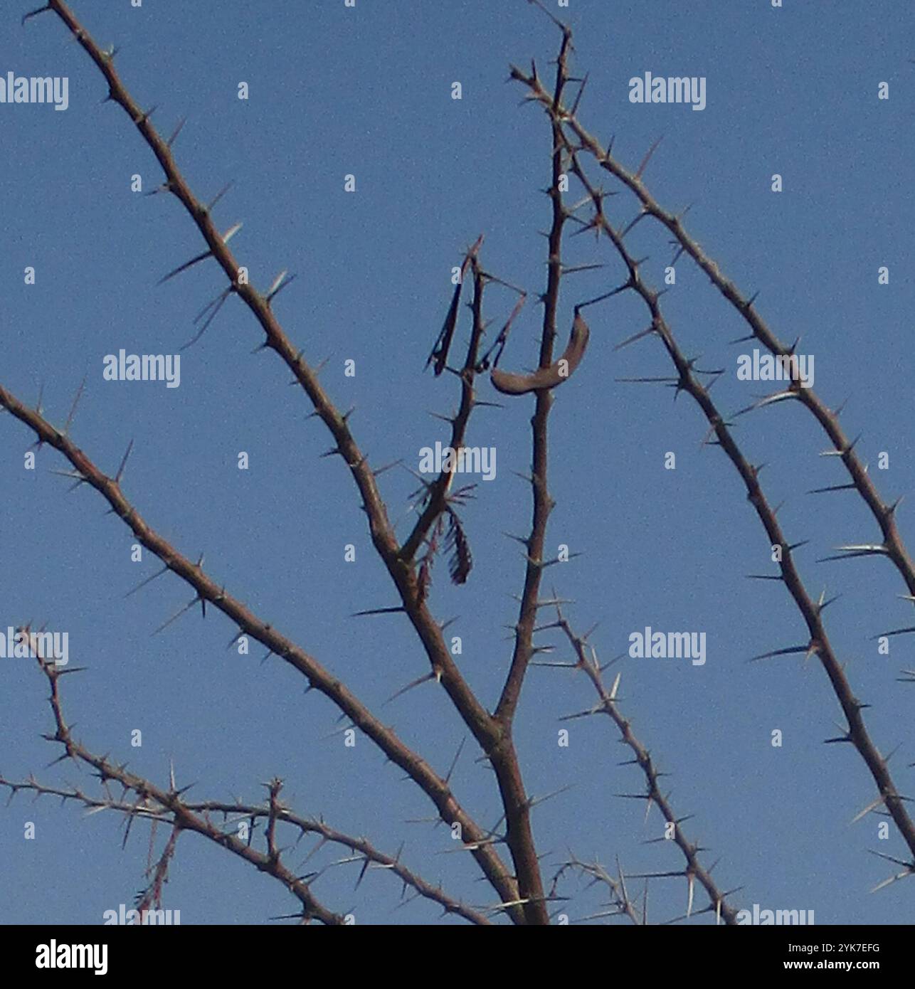 Paperbark Thorn (Vachellia sieberiana woodii Stock Photo - Alamy