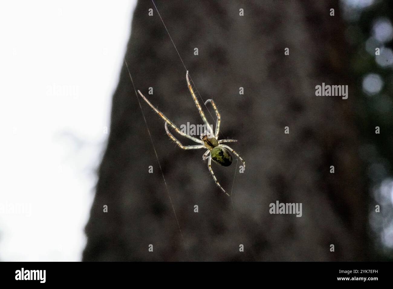 Orbweavers and Allies (Araneoidea Stock Photo - Alamy