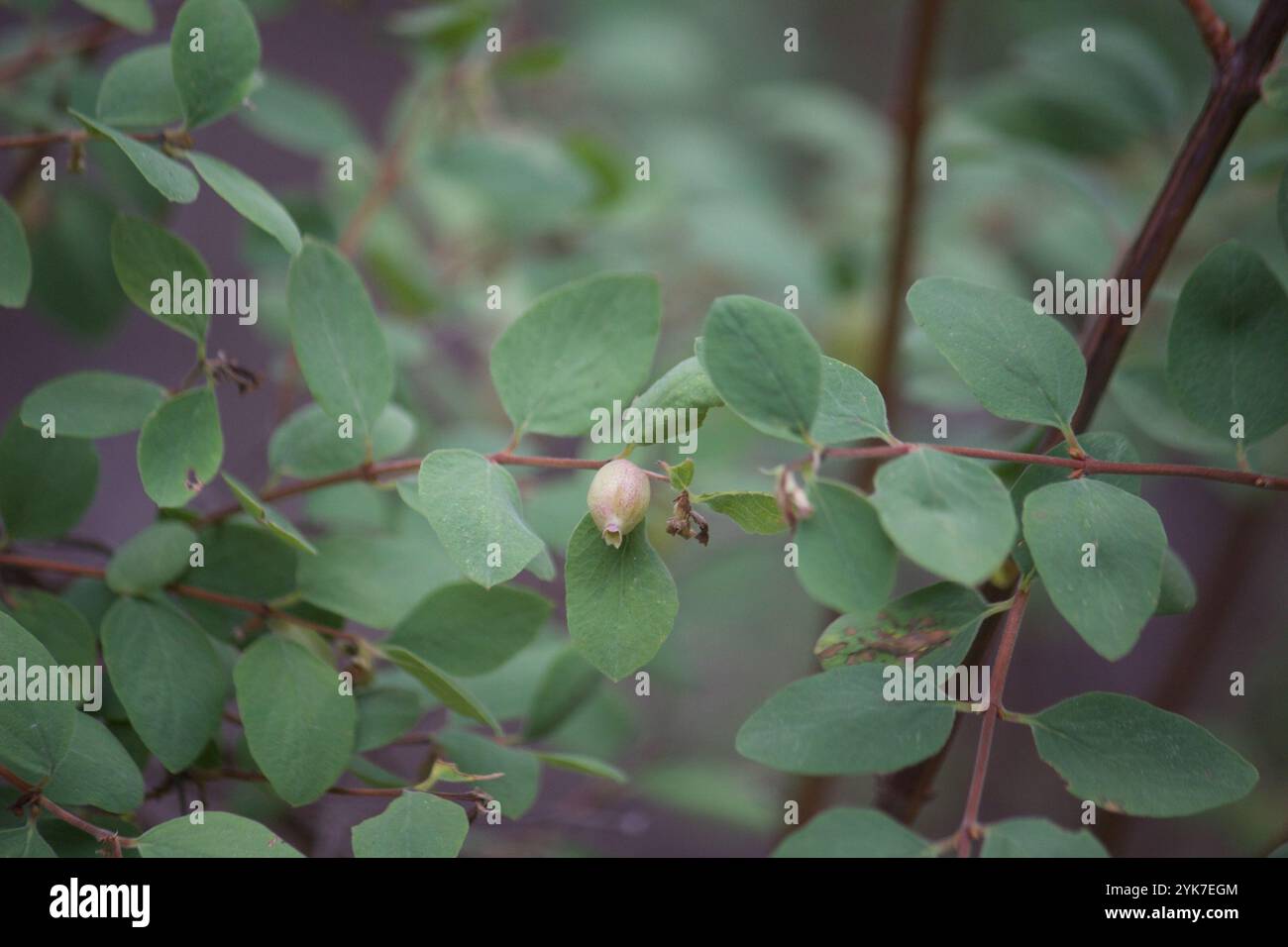 Roundleaf snowberry hi-res stock photography and images - Alamy