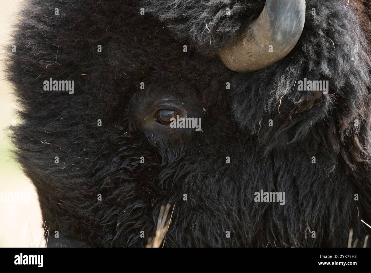 Buffalo at Cammack Buffalo Ranch owned by John and Melanie Cammack who ...