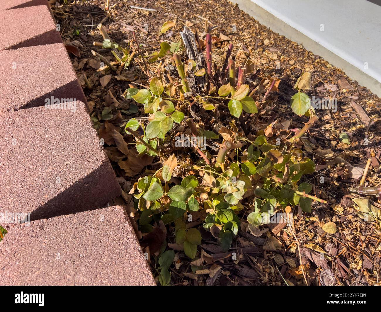 Pruned Rose Bush in Raised Planter During Late Fall Stock Photo - Alamy