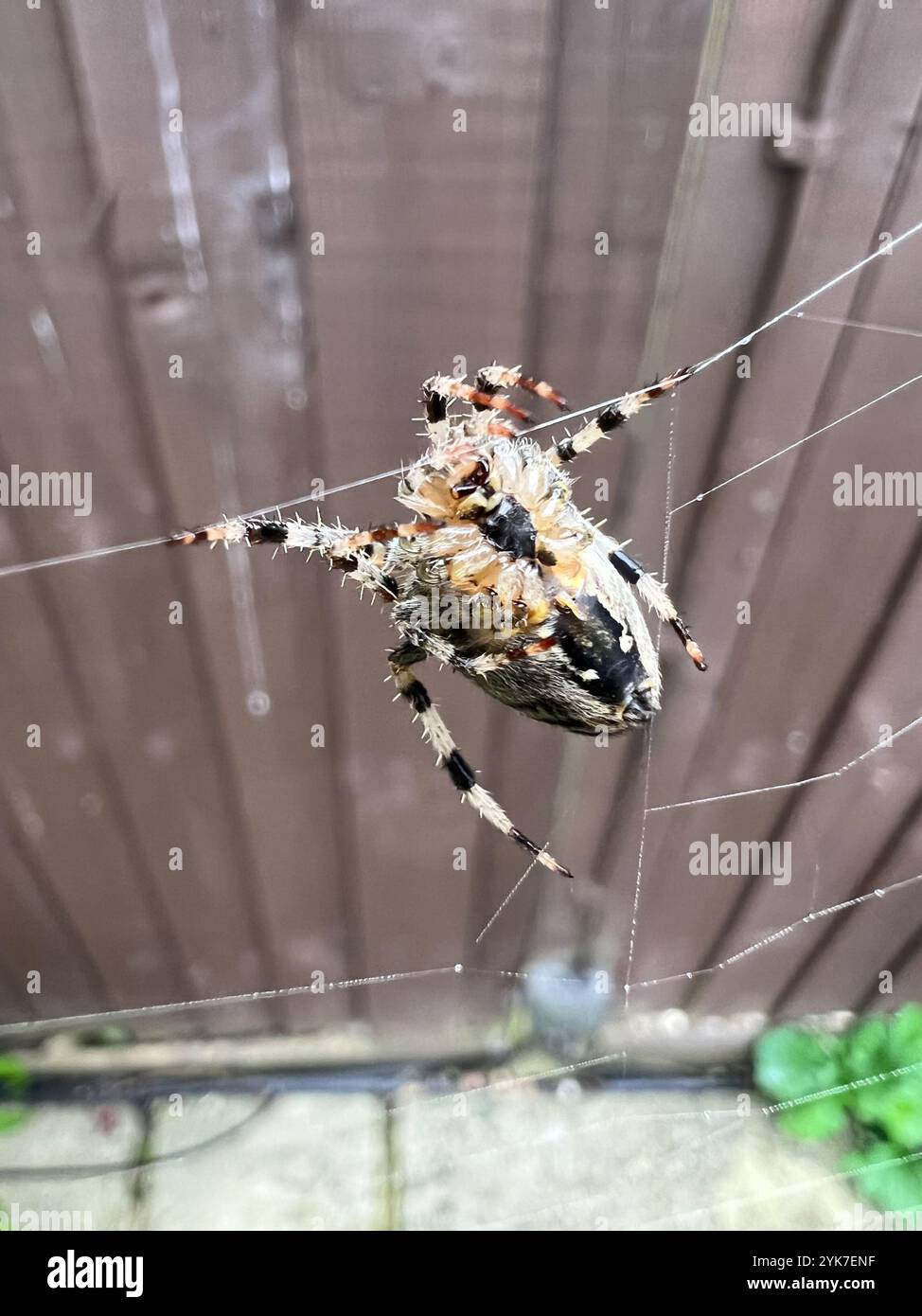Angulate and Roundshouldered Orbweavers (Araneus Stock Photo - Alamy