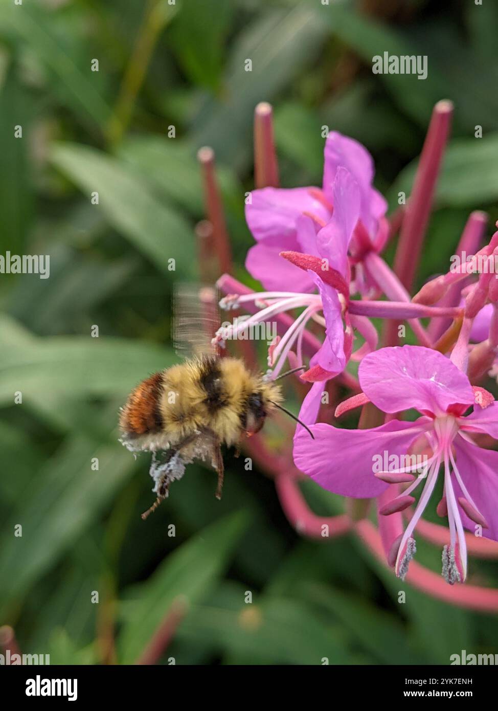 Yellow-Fronted Bumble Bee (Bombus flavifrons Stock Photo - Alamy