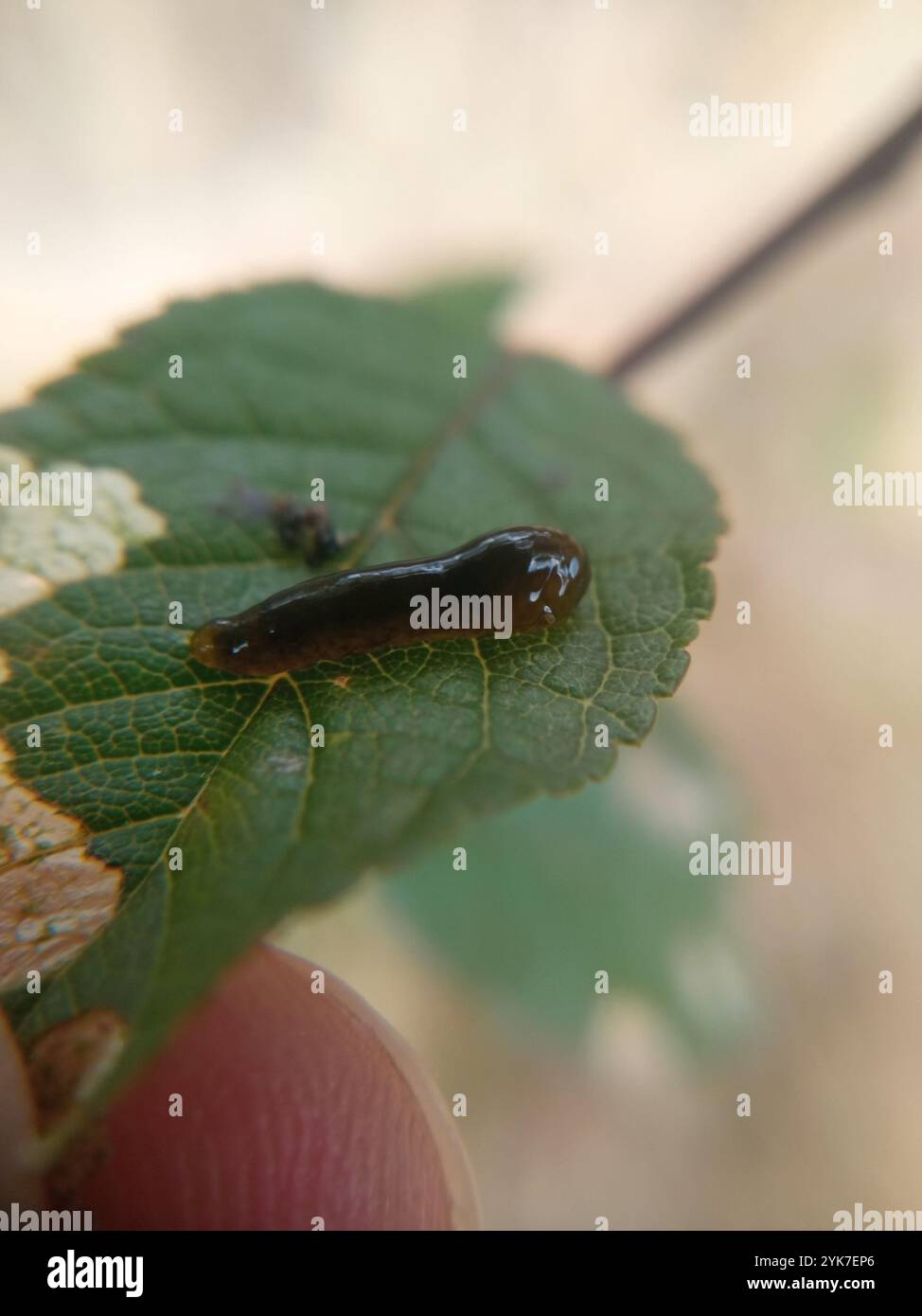 Cherry slug sawfly hi-res stock photography and images - Alamy