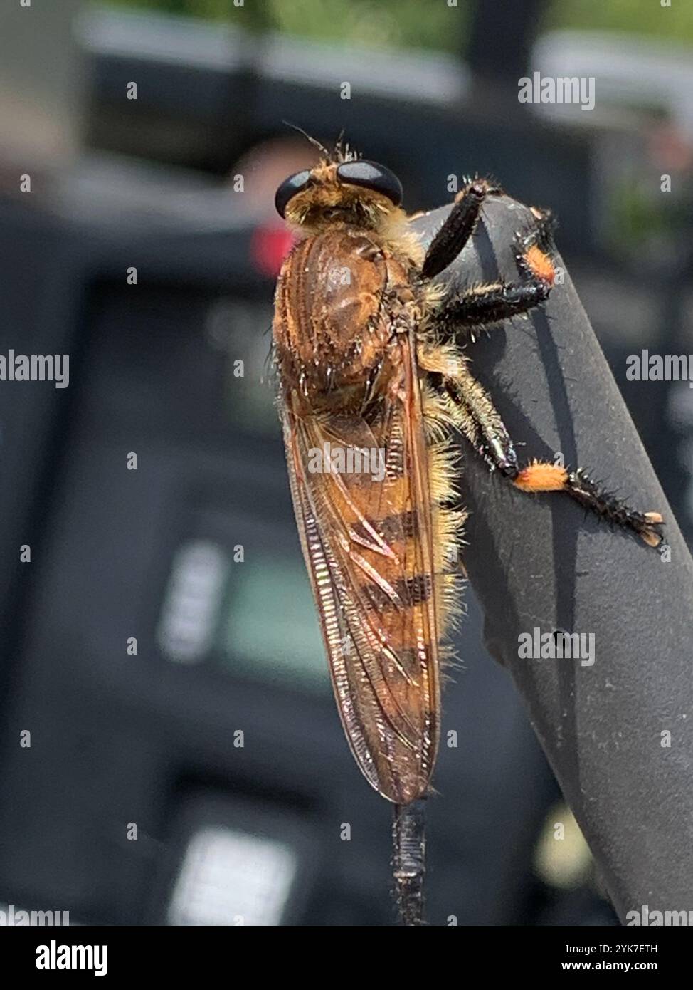 Red-footed Cannibal Fly (Promachus rufipes Stock Photo - Alamy