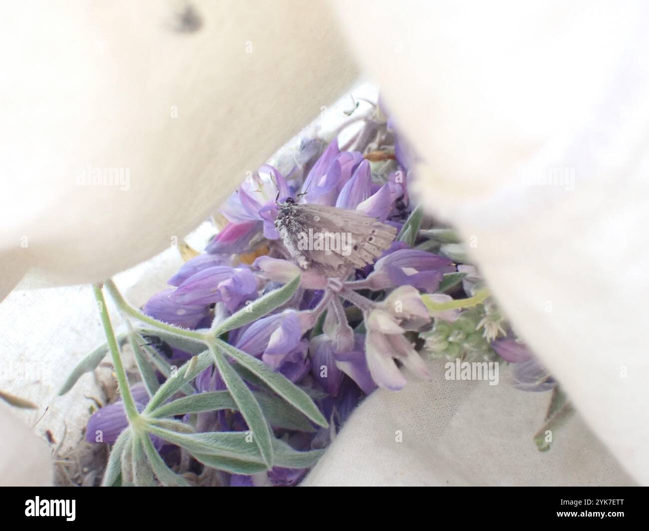 Gossamer-winged Butterflies (Lycaenidae Stock Photo - Alamy