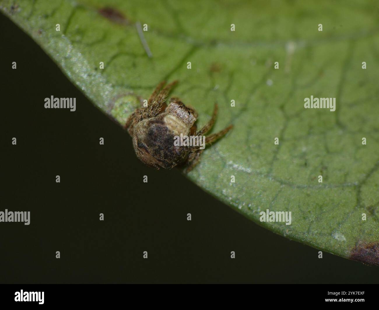Bark Spiders (Caerostris Stock Photo - Alamy