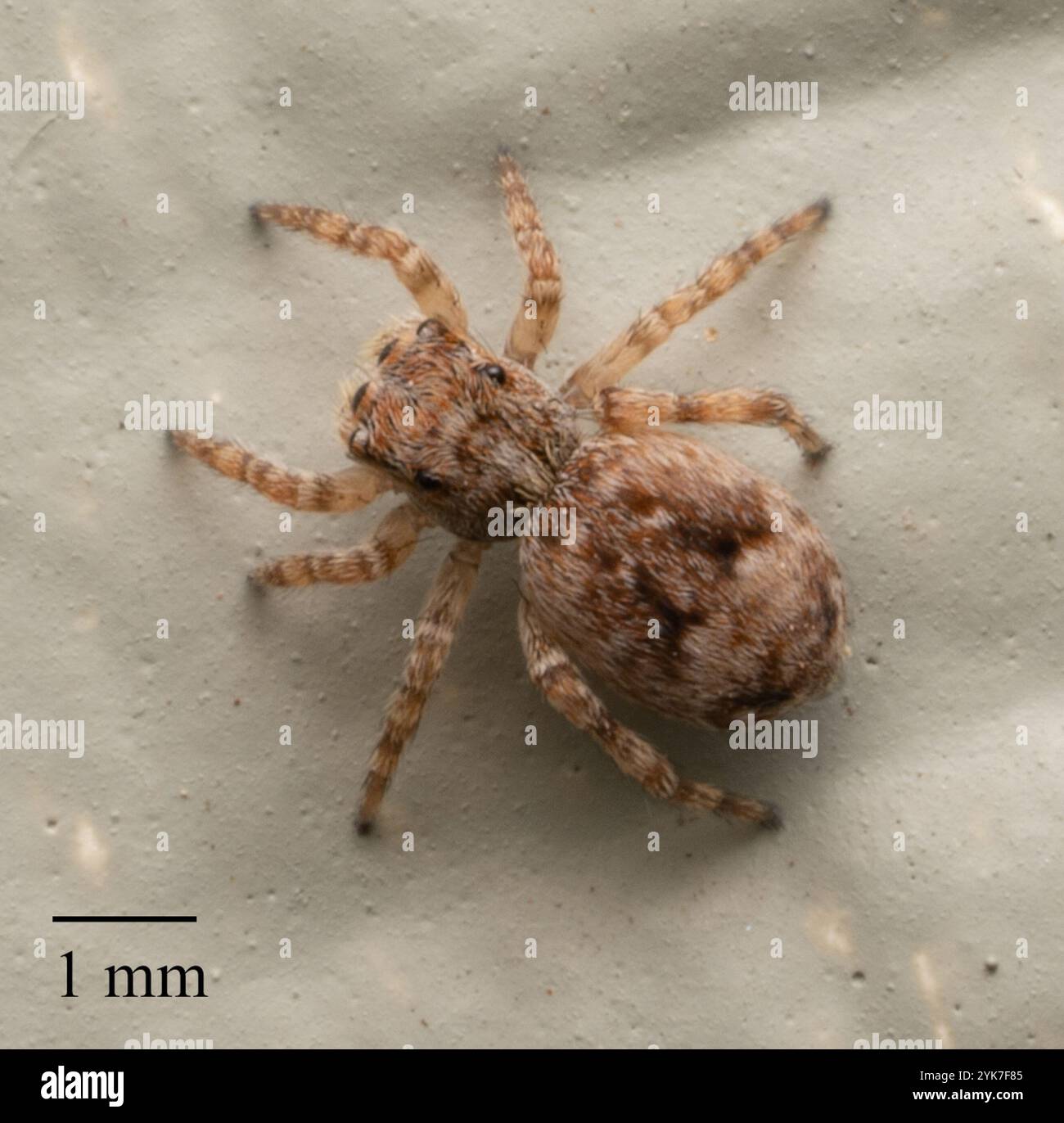Asiatic Wall Jumping Spider (Attulus fasciger Stock Photo - Alamy