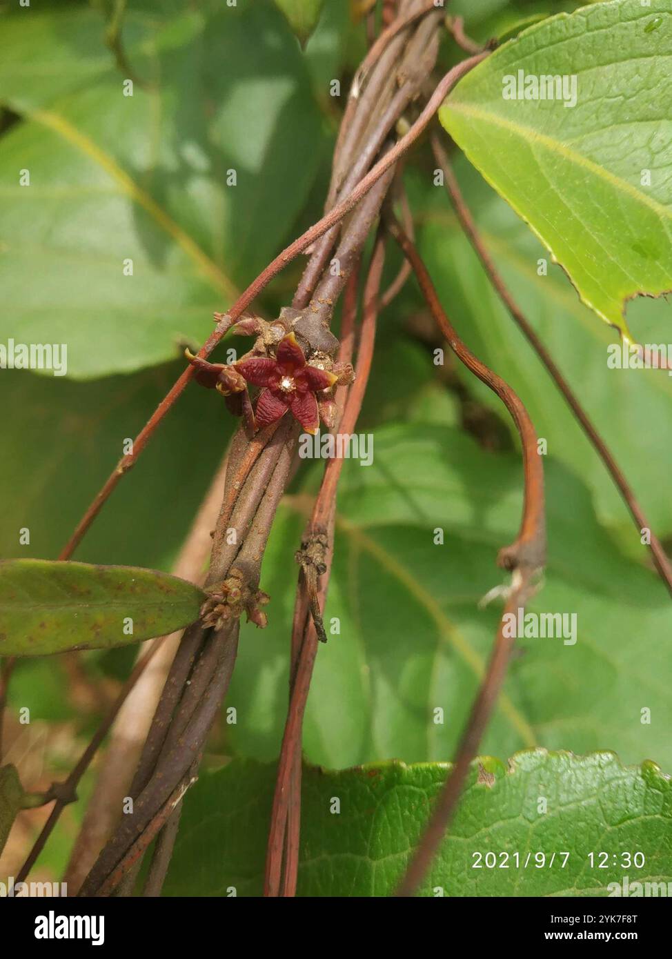 Hemidesmus hi-res stock photography and images - Alamy