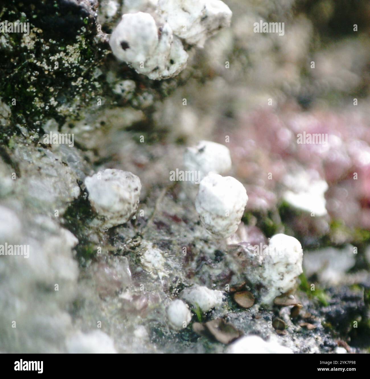 wart lichens, water lichens, and allies (Pertusariales Stock Photo - Alamy