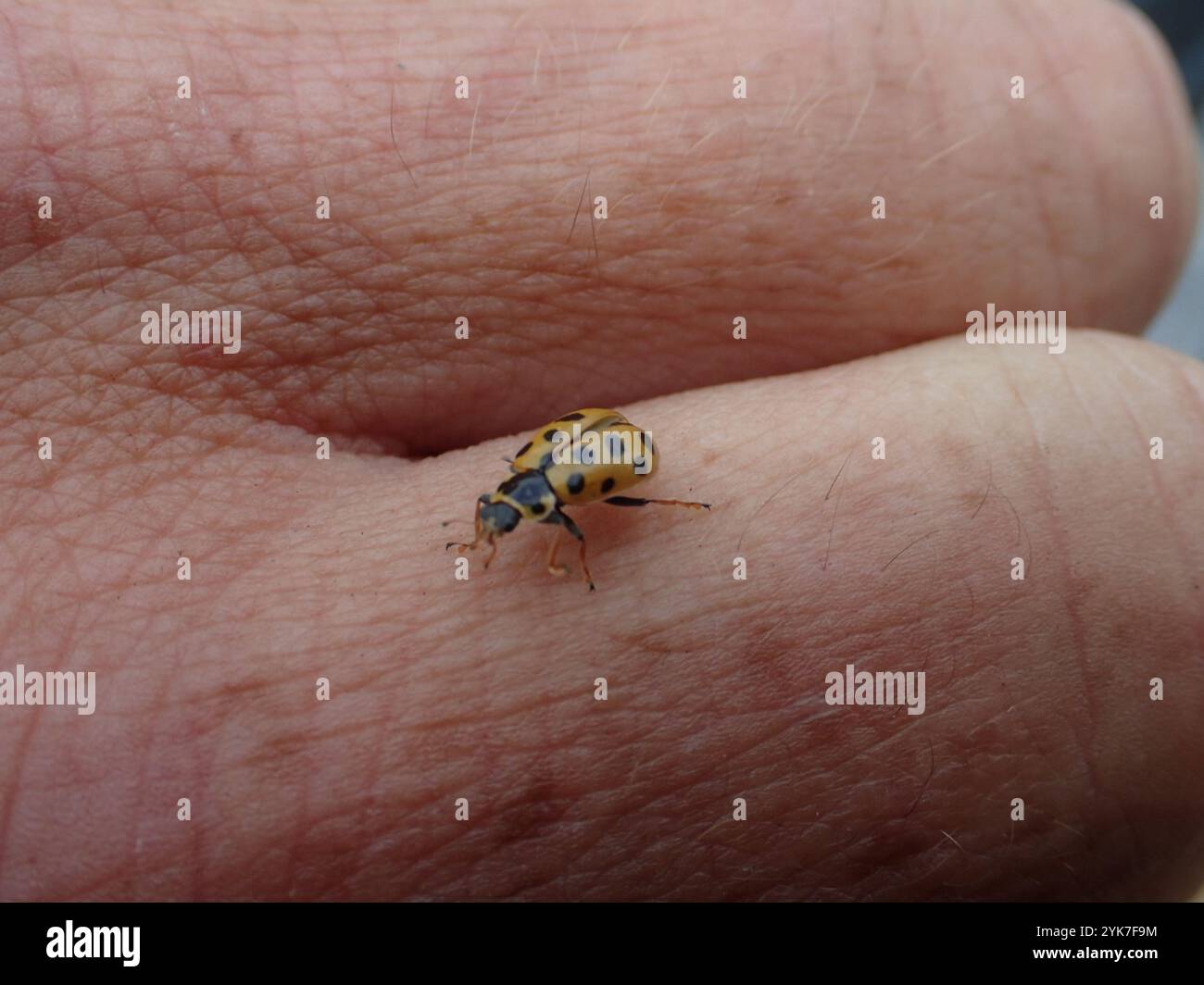 Thirteen-spotted Lady Beetle (Hippodamia tredecimpunctata Stock Photo ...