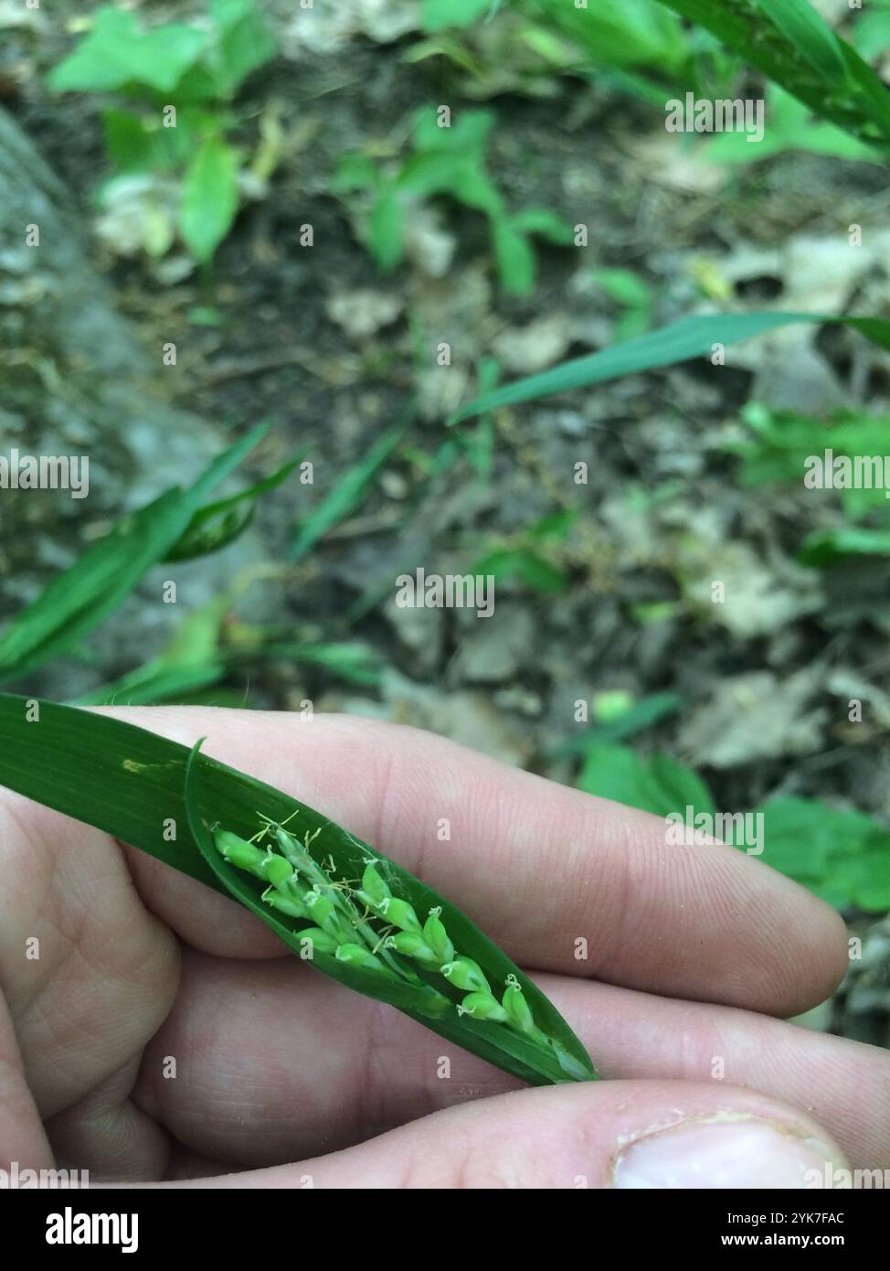 White Bear Sedge (Carex albursina Stock Photo - Alamy