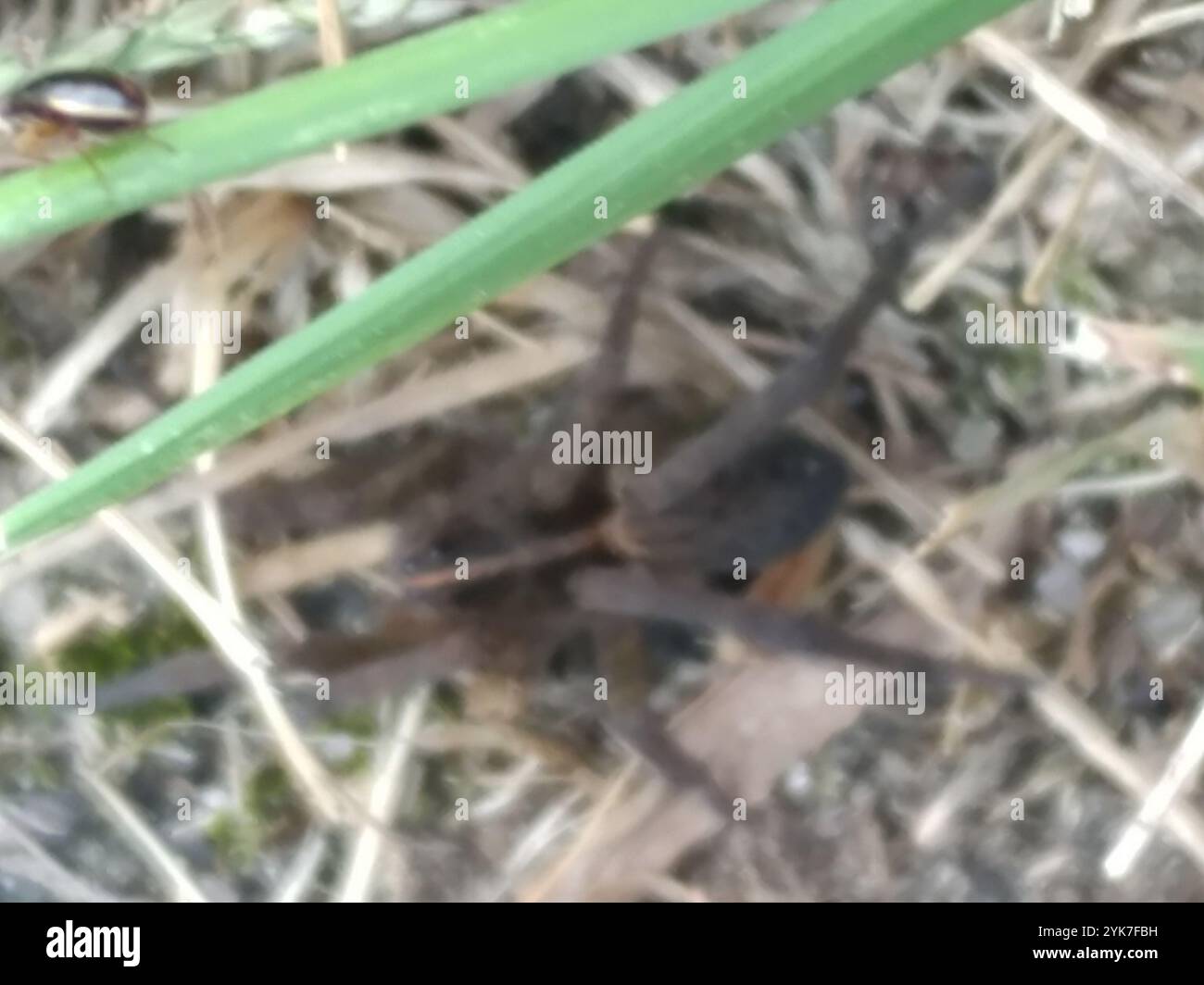Wetland Giant Wolf Spider (Tigrosa helluo Stock Photo - Alamy