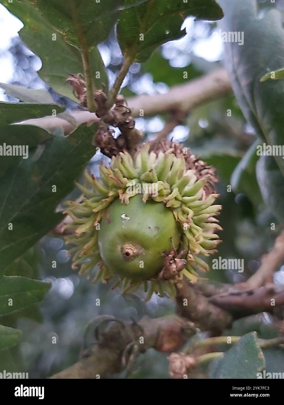 Turkey Oak (Quercus cerris Stock Photo - Alamy