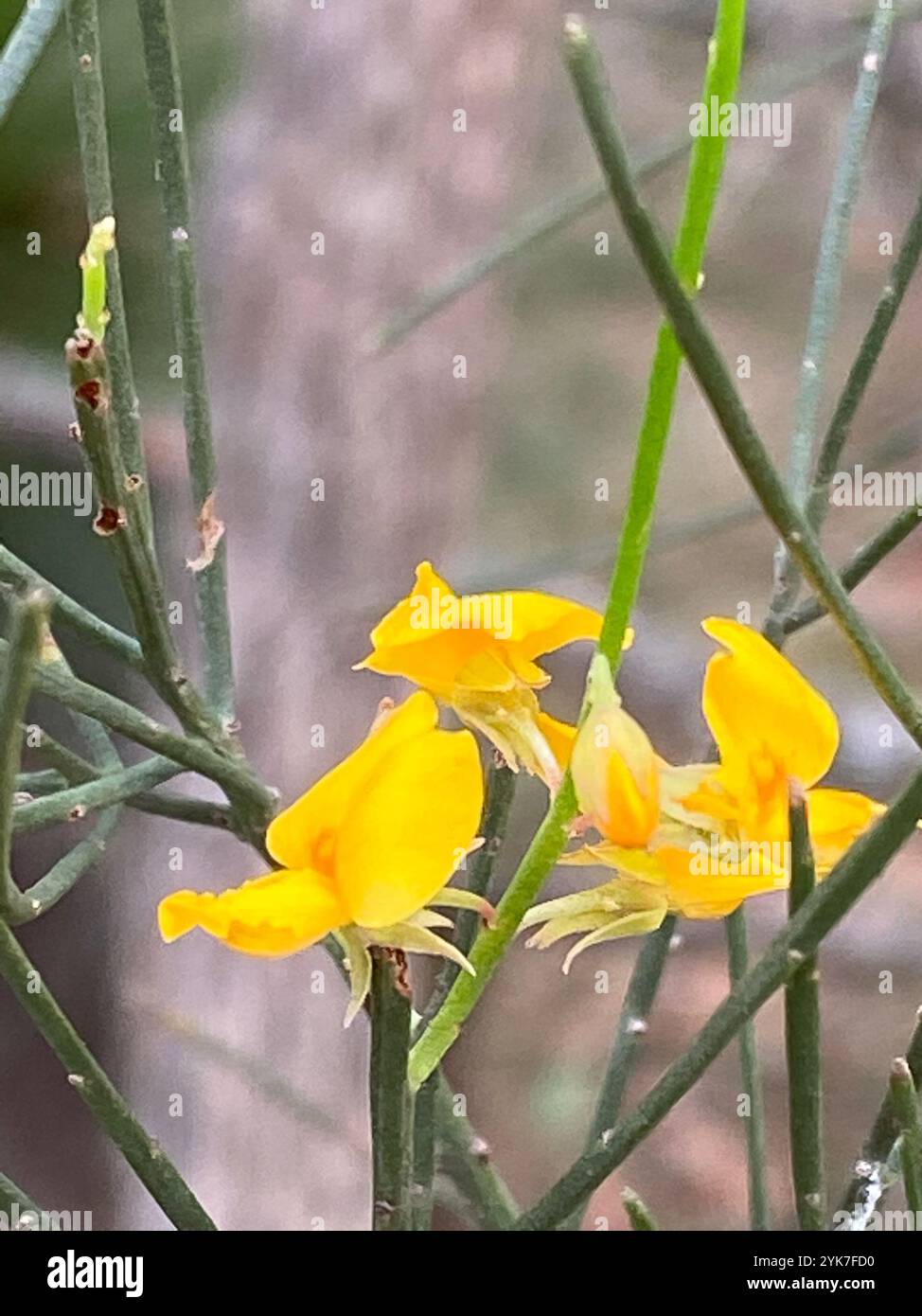 winged broom-pea (Jacksonia scoparia Stock Photo - Alamy