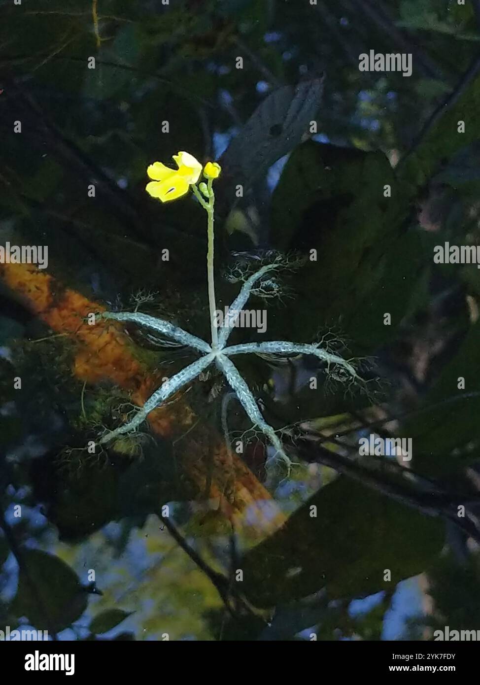 Small Swollen Bladderwort (Utricularia radiata Stock Photo - Alamy