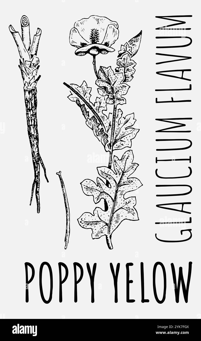 Vector drawing of a yellow poppy. Hand-drawn illustration. Latin name ...