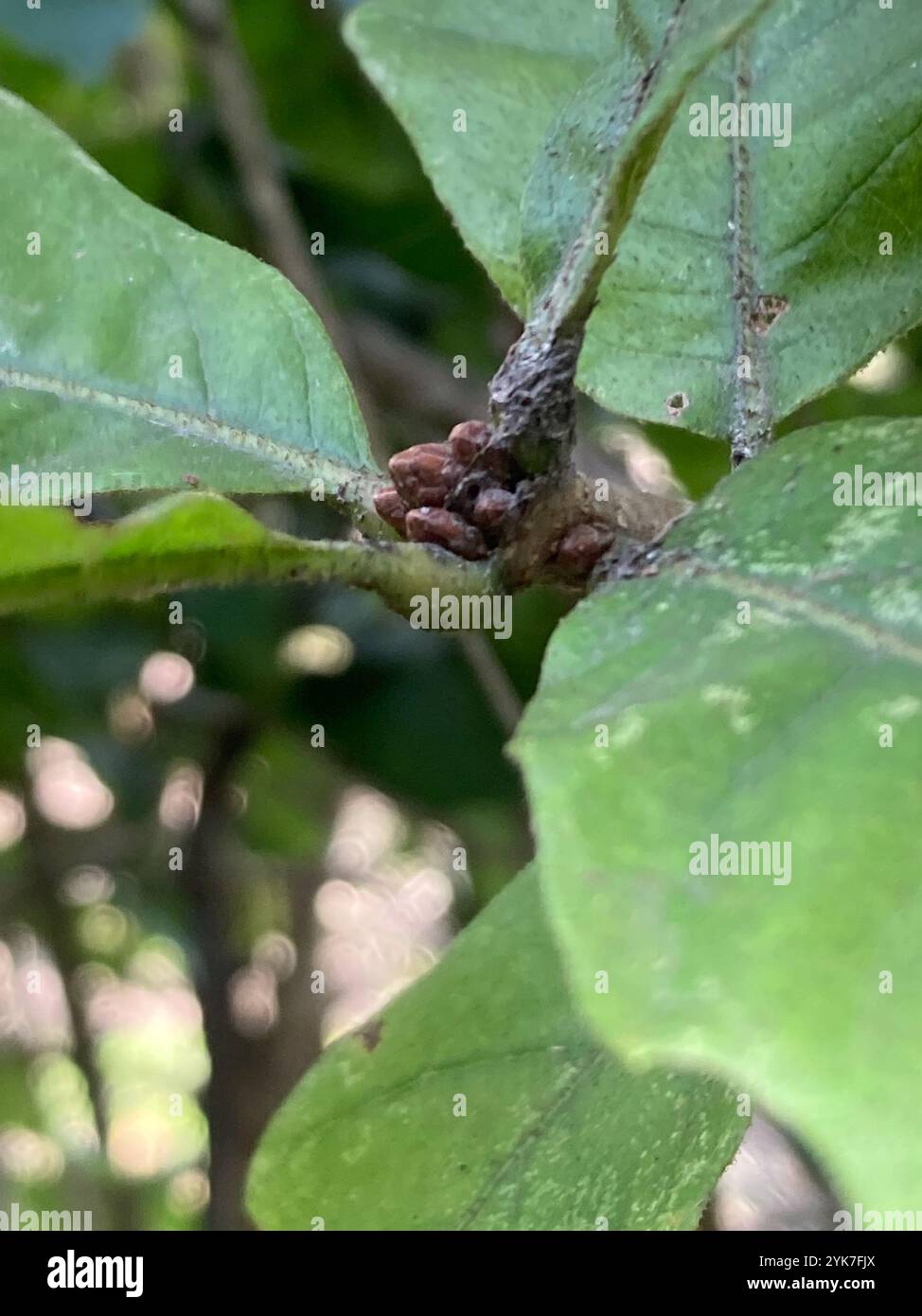 swamp white oak (Quercus bicolor Stock Photo - Alamy