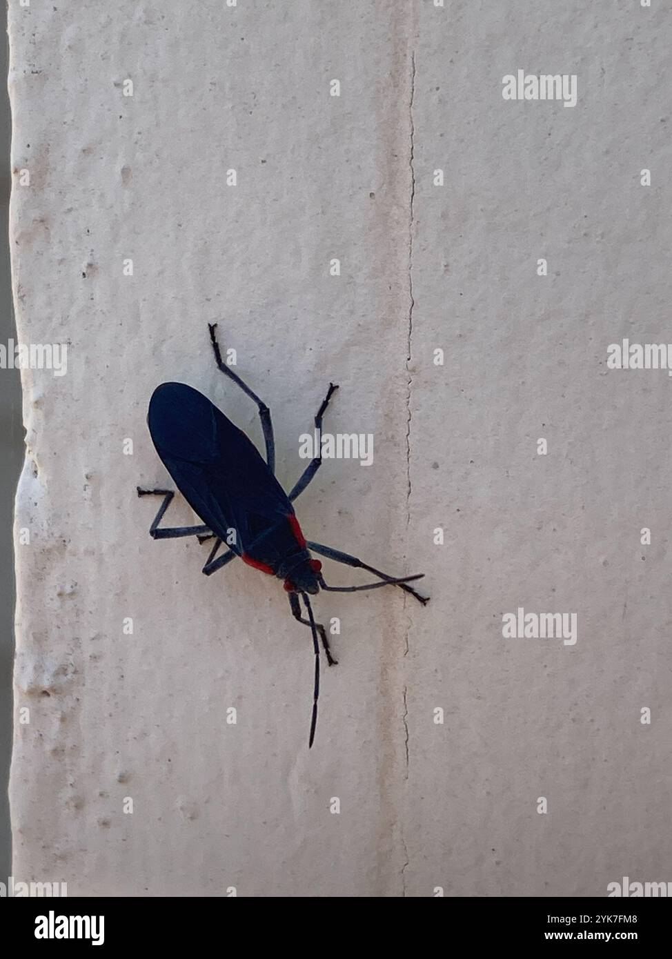 Red-shouldered Bug (Jadera haematoloma Stock Photo - Alamy