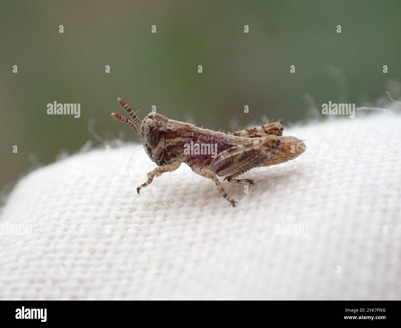 Spur-throated Grasshoppers (Melanoplinae Stock Photo - Alamy