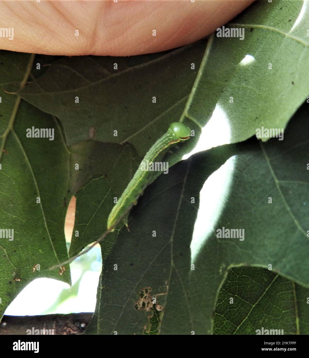 Angulose Prominent (Peridea angulosa Stock Photo - Alamy