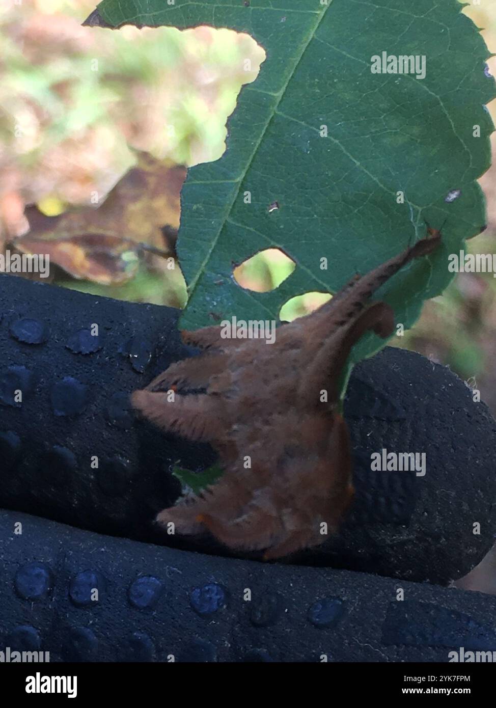 Hag moth hi-res stock photography and images - Alamy